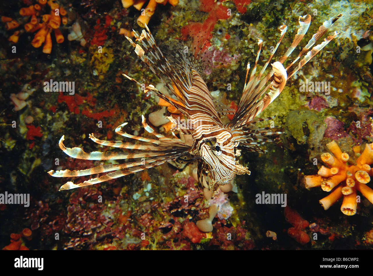 Lionfish swimming underwater Stock Photo - Alamy