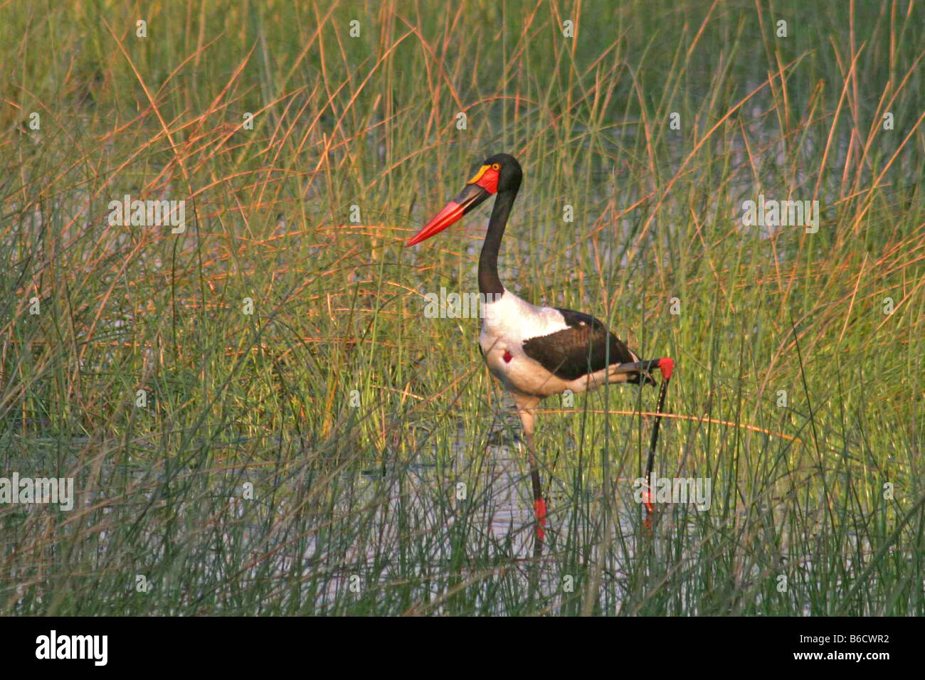 Bird wading in swamp Stock Photo - Alamy