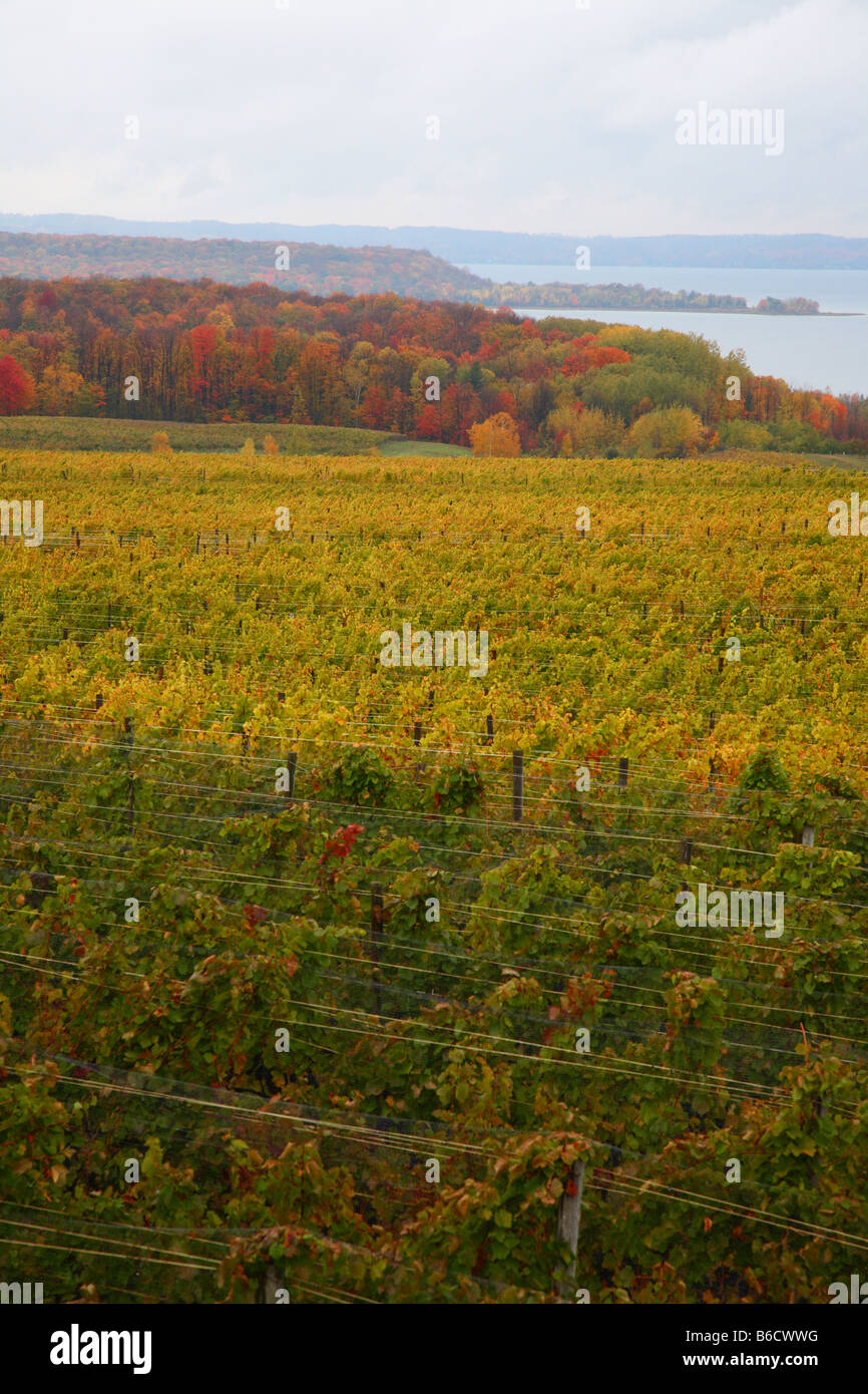 A northern Michigan vineyard cradled in the colors of fall Stock Photo ...