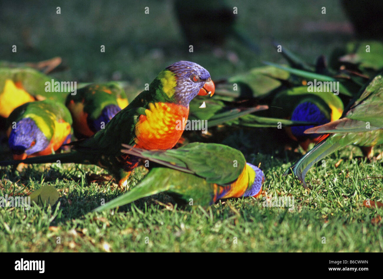 Parrots in field Stock Photo - Alamy