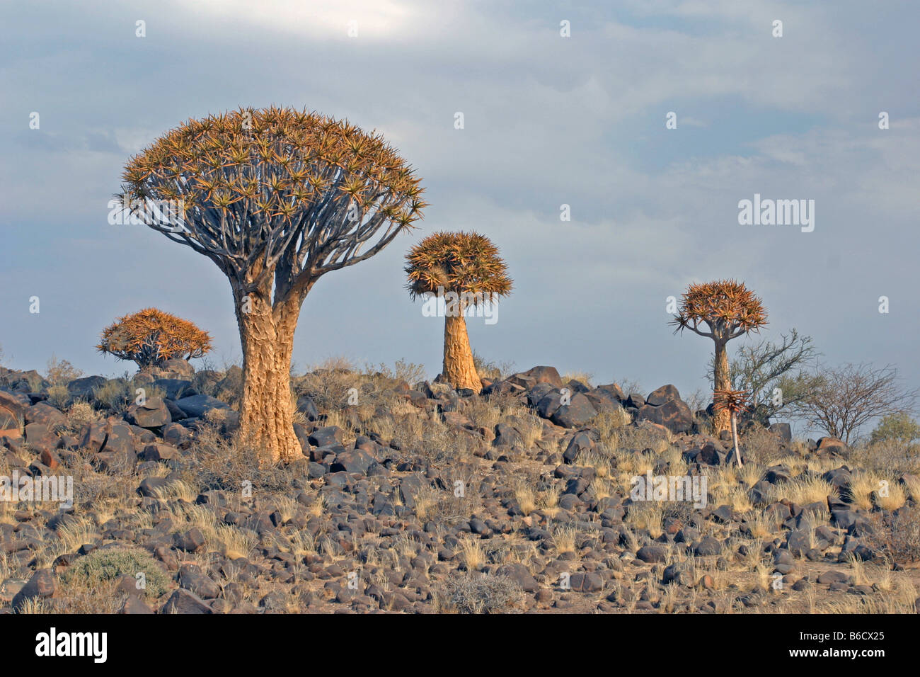 Landscape trees on rocky hi-res stock photography and images - Alamy