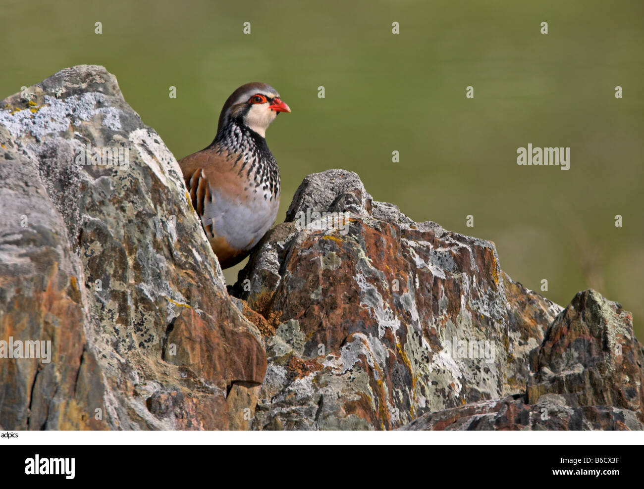 Close-up of bird on stone Stock Photo - Alamy