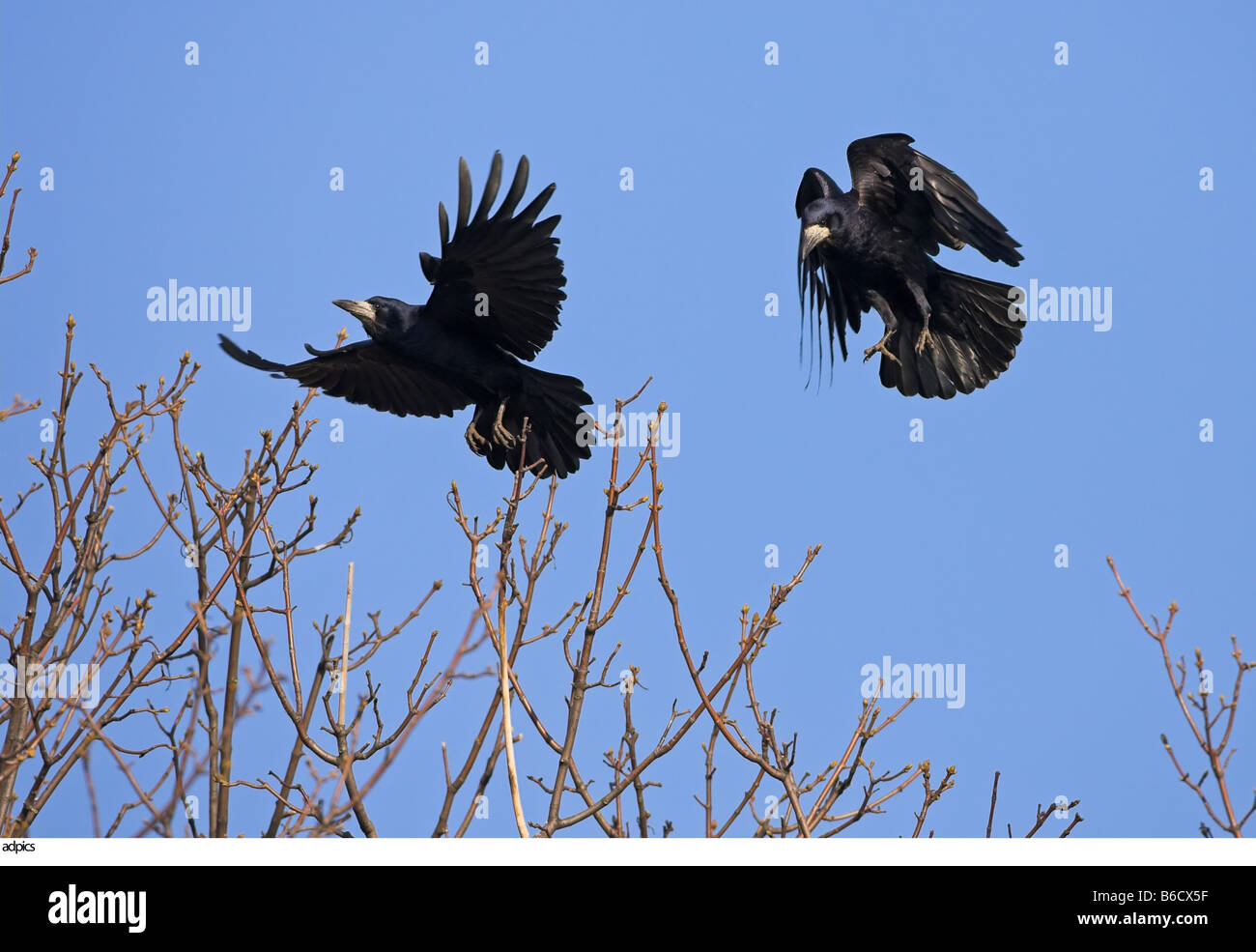 Two birds flying hi-res stock photography and images - Alamy
