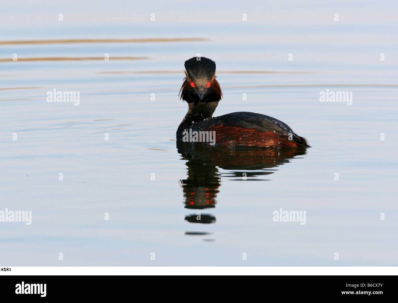 Close-up of duck floating on water Stock Photo - Alamy