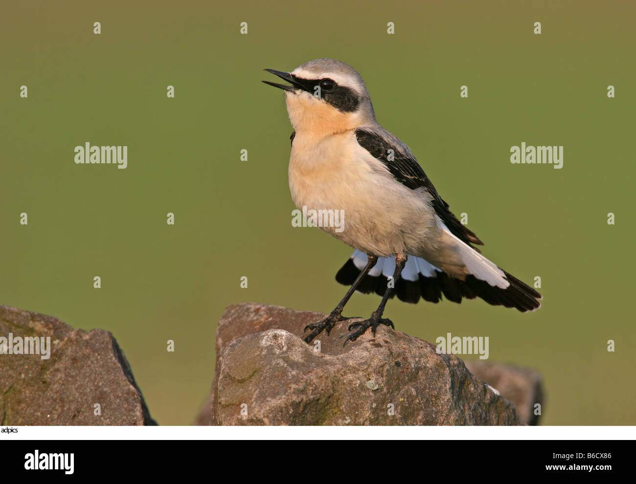 Bird on stone hi-res stock photography and images - Alamy