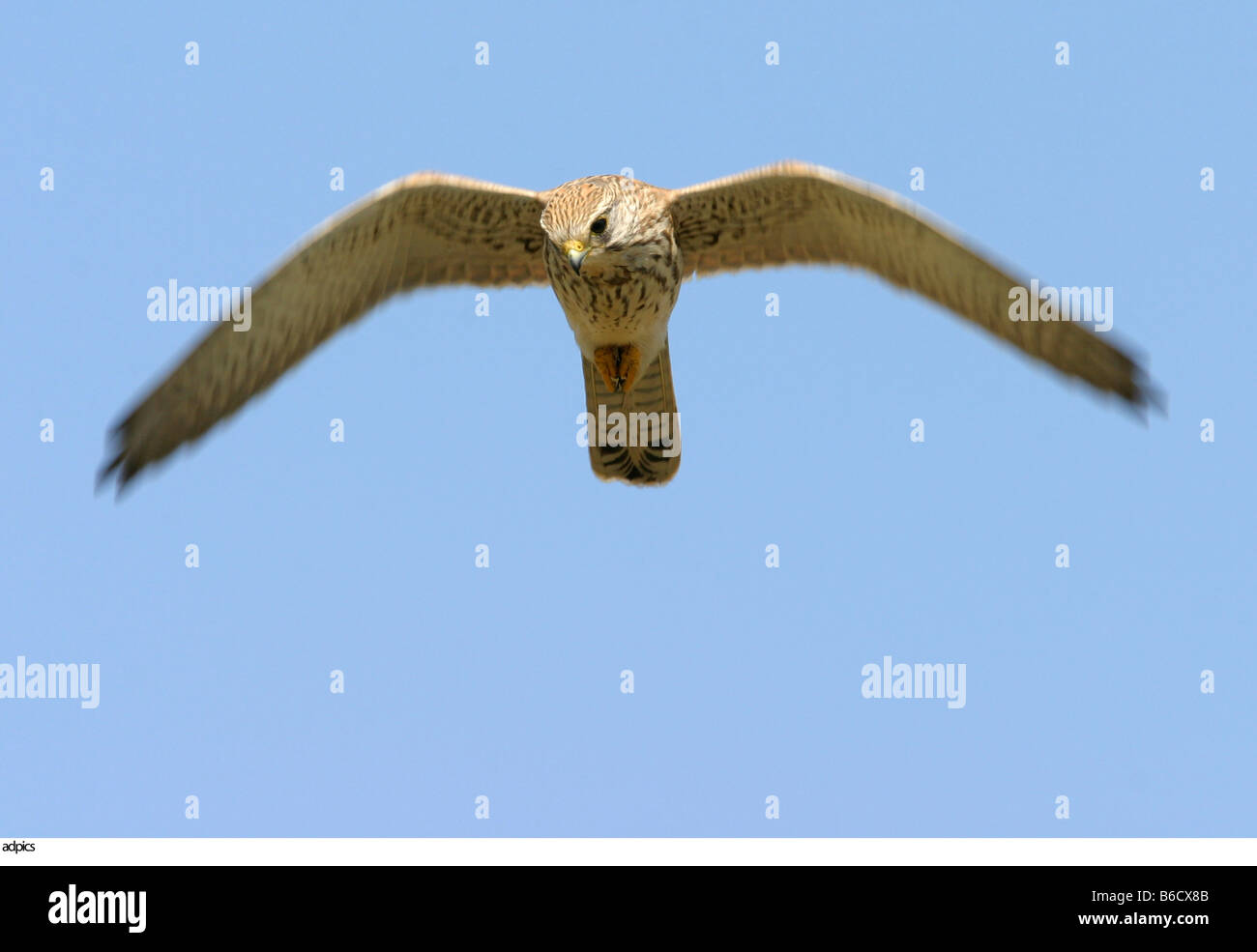 Close-up of hawk in flight Stock Photo - Alamy