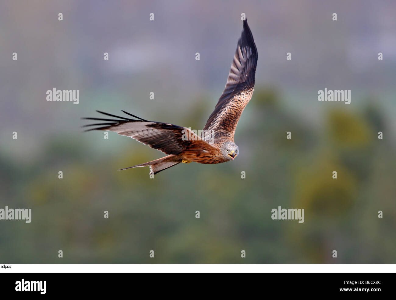 Louisiana hawk hi-res stock photography and images - Alamy