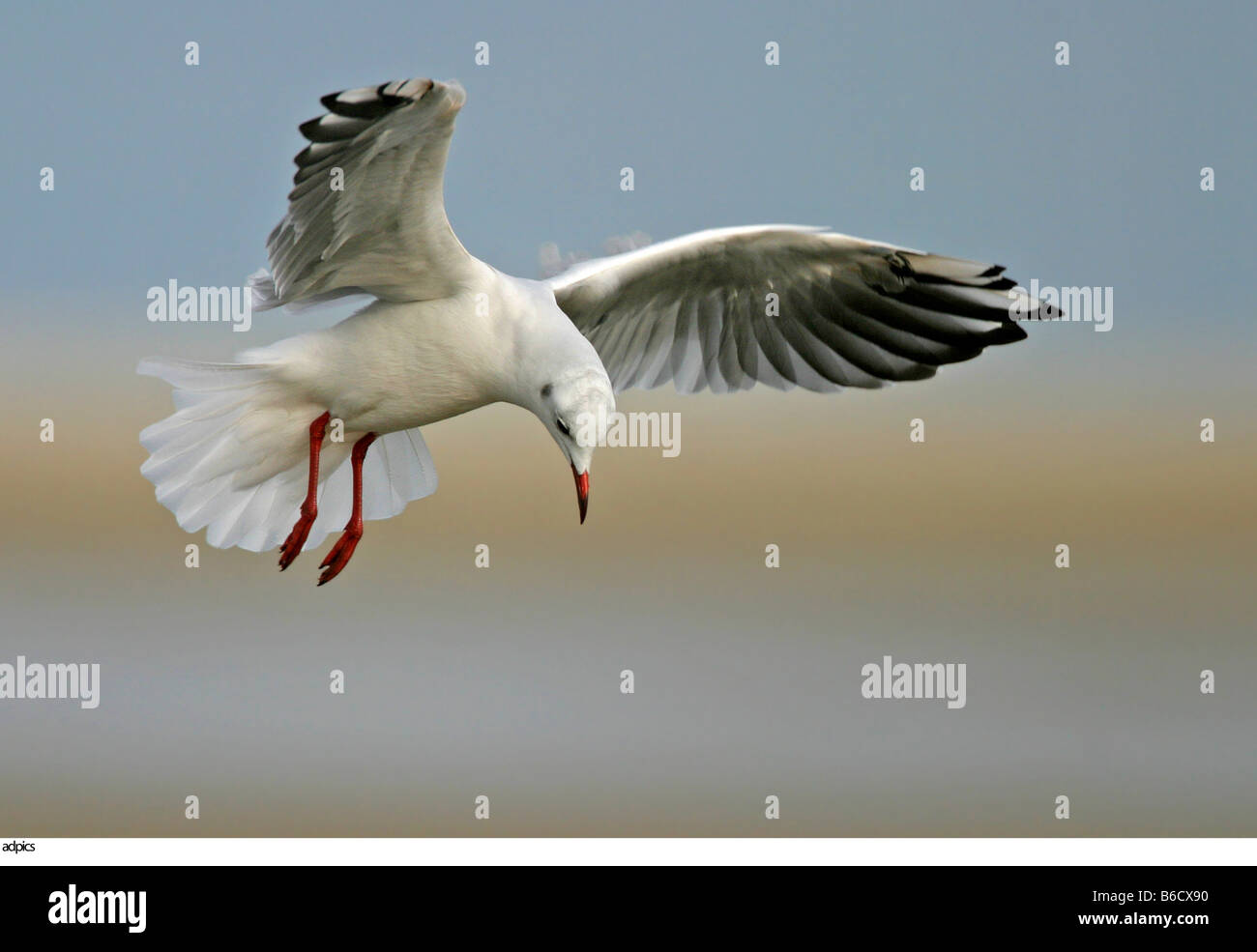 Close-up of seagull in flight Stock Photo - Alamy