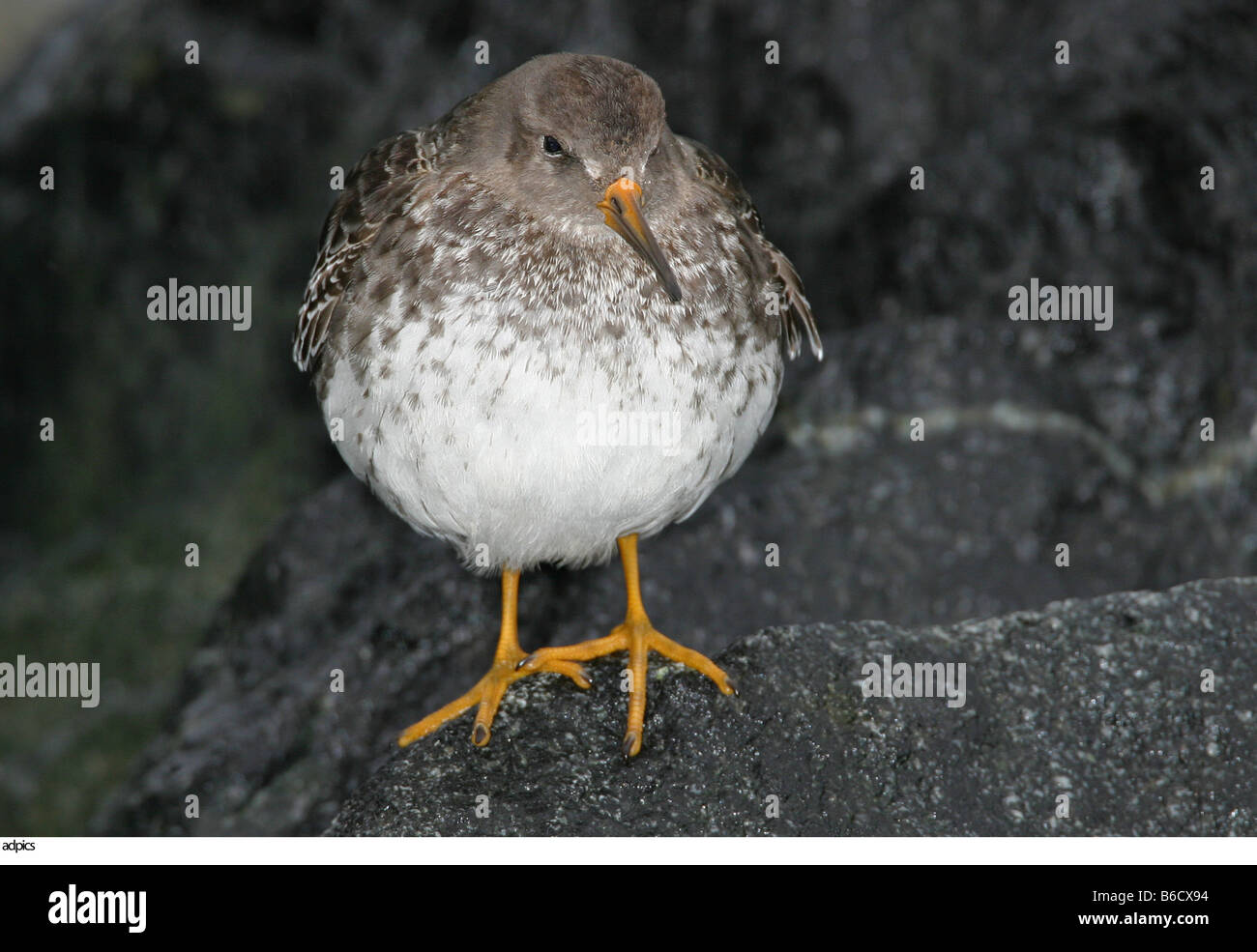 Close-up of bird on stone Stock Photo - Alamy