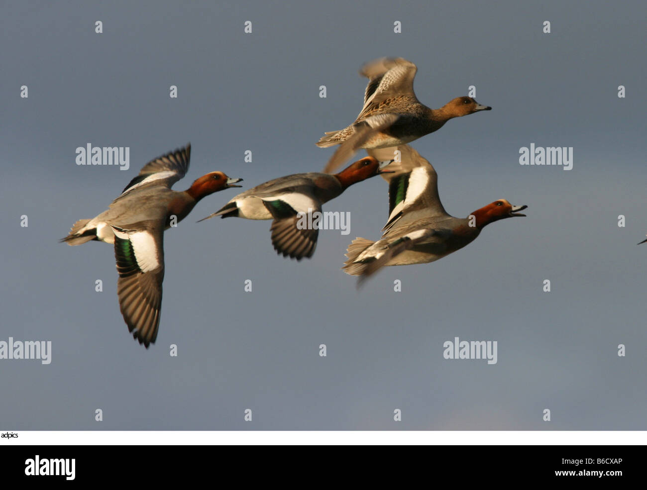 Birds in balcony hi-res stock photography and images - Alamy