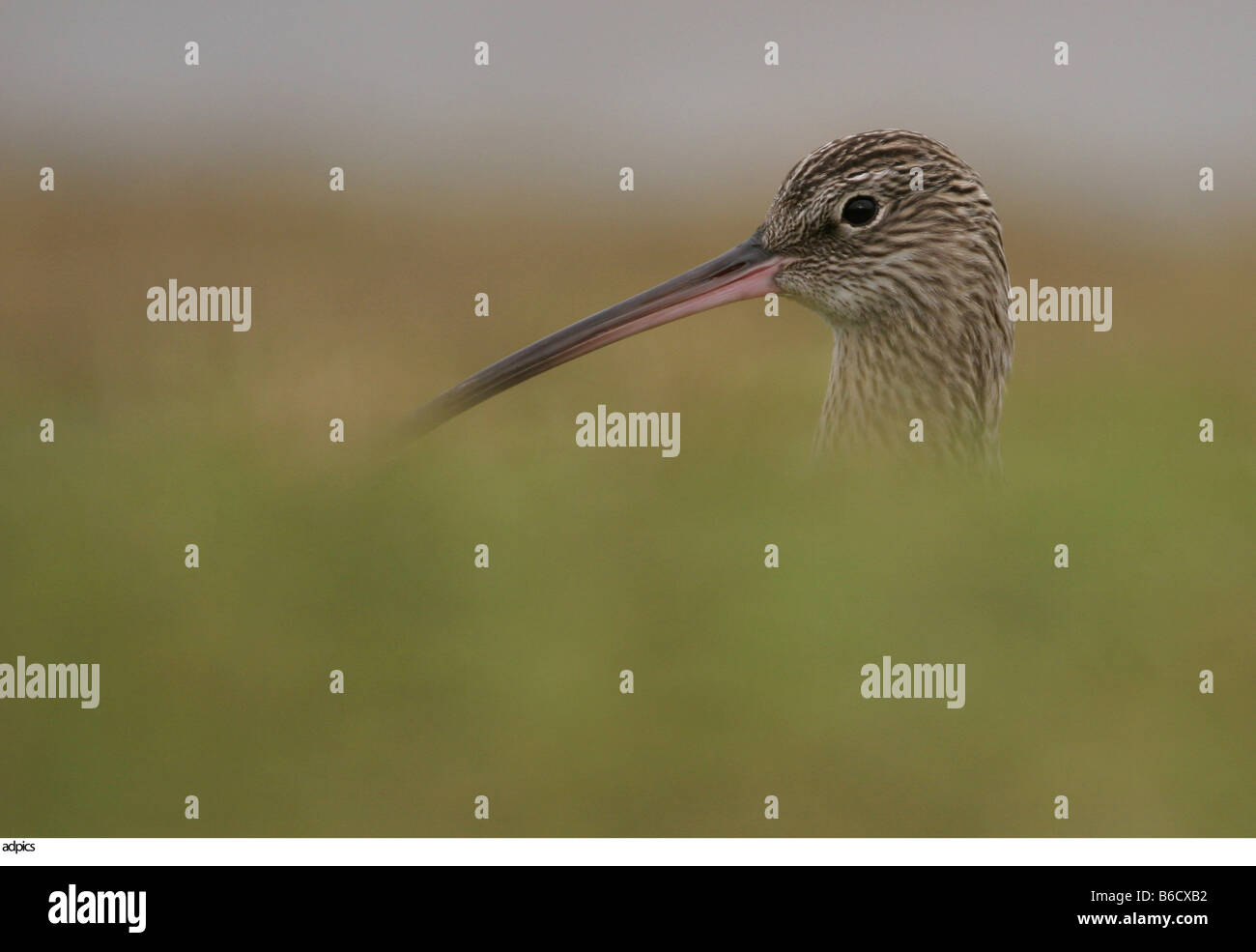 Close-up of bird's beak Stock Photo - Alamy
