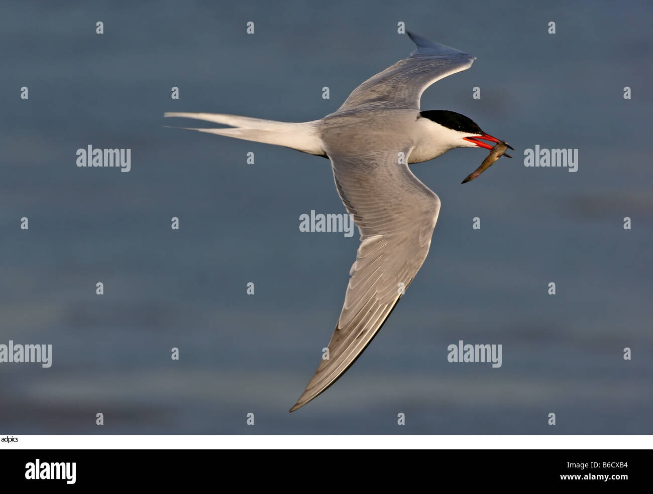 Close-up of bird in flight with prey in its beak Stock Photo - Alamy
