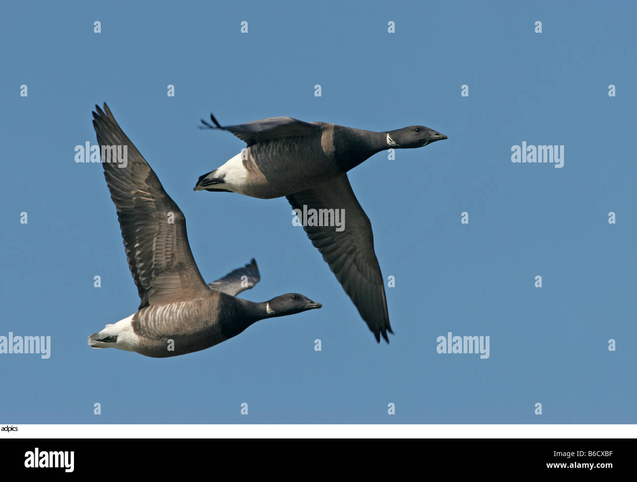 Two birds in hi-res stock photography and images - Alamy