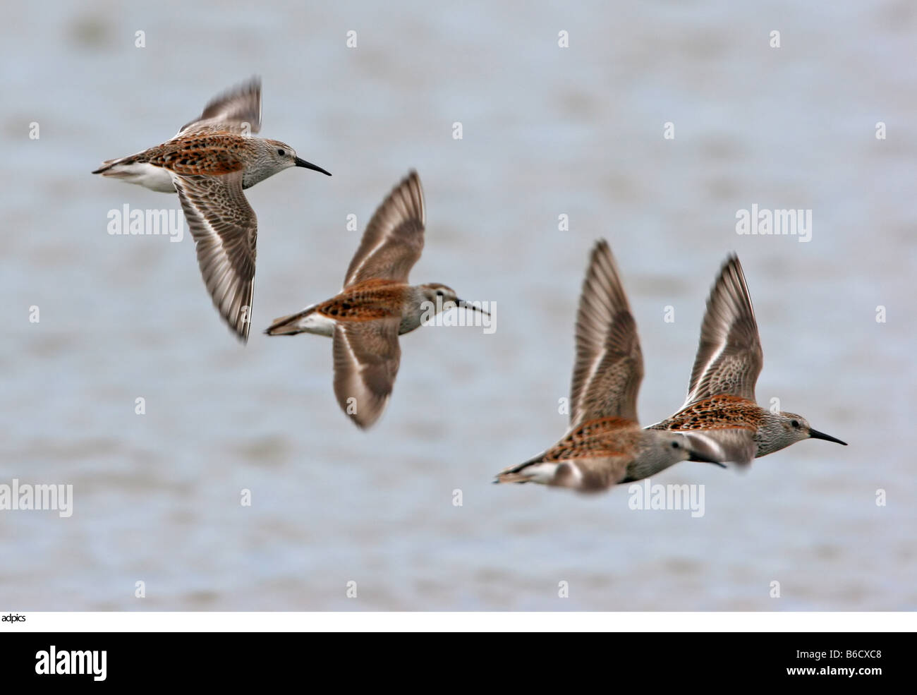 Four birds in flight Stock Photo - Alamy