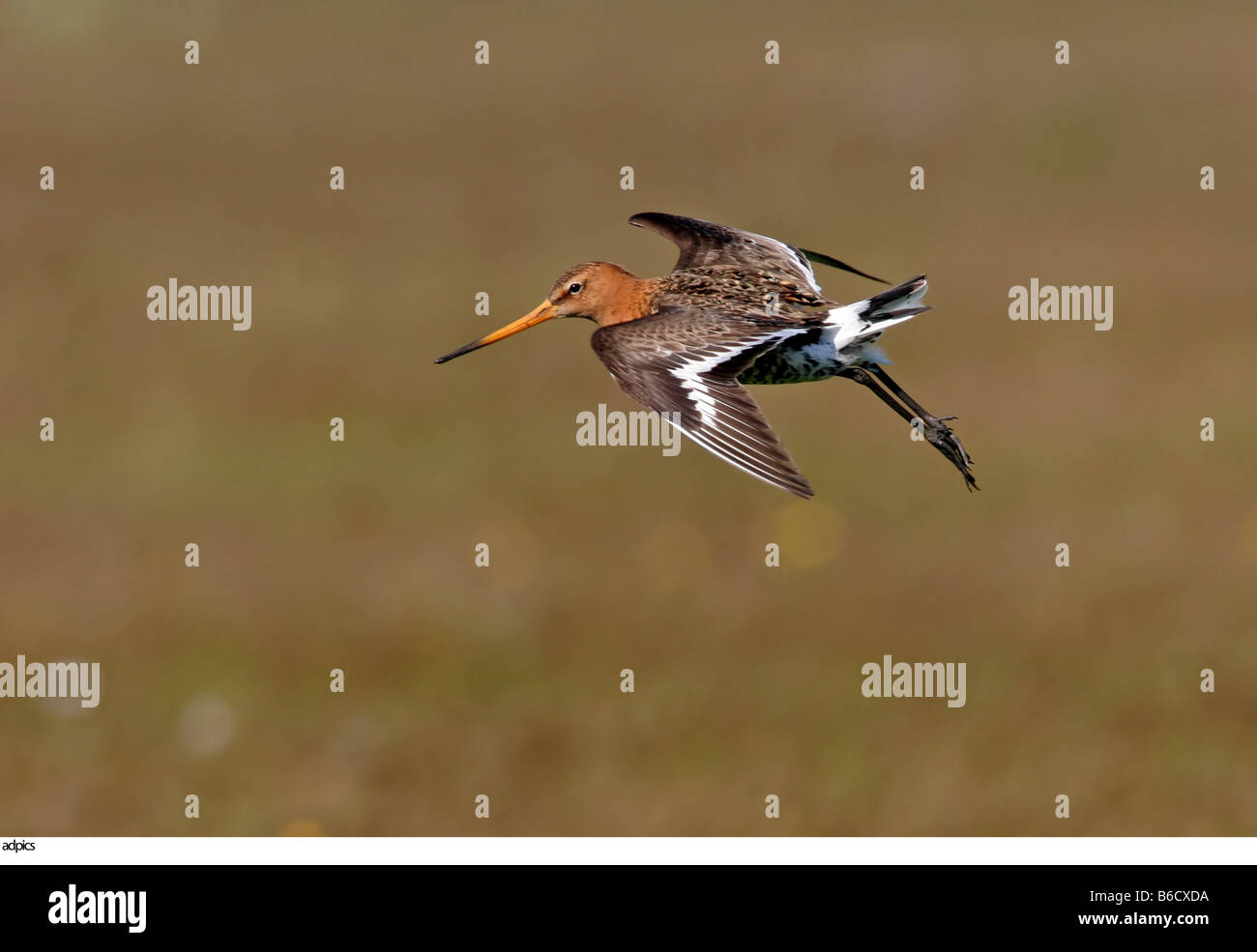 Close-up of bird in flight Stock Photo - Alamy