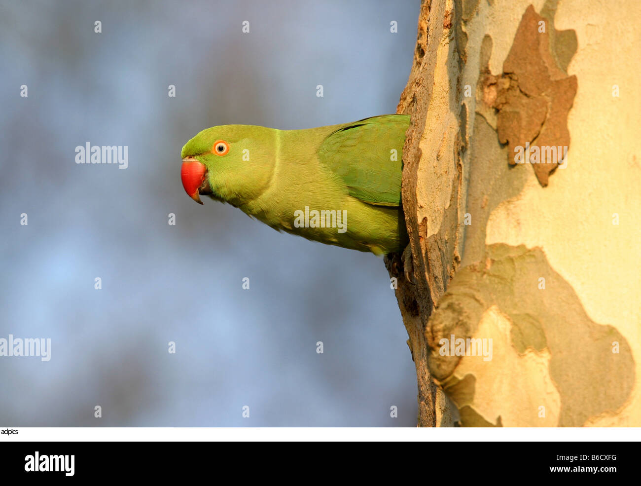 Parrot in the tree hi-res stock photography and images - Alamy