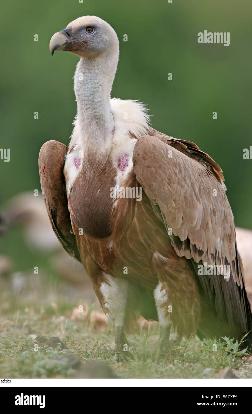 Vulture street hi-res stock photography and images - Alamy
