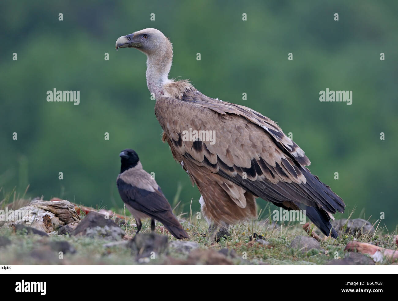 Vulture street hi-res stock photography and images - Alamy