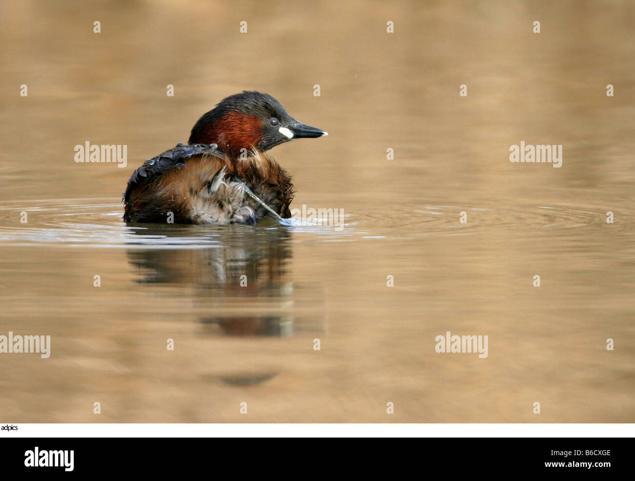 Close-up of duck floating on water Stock Photo - Alamy