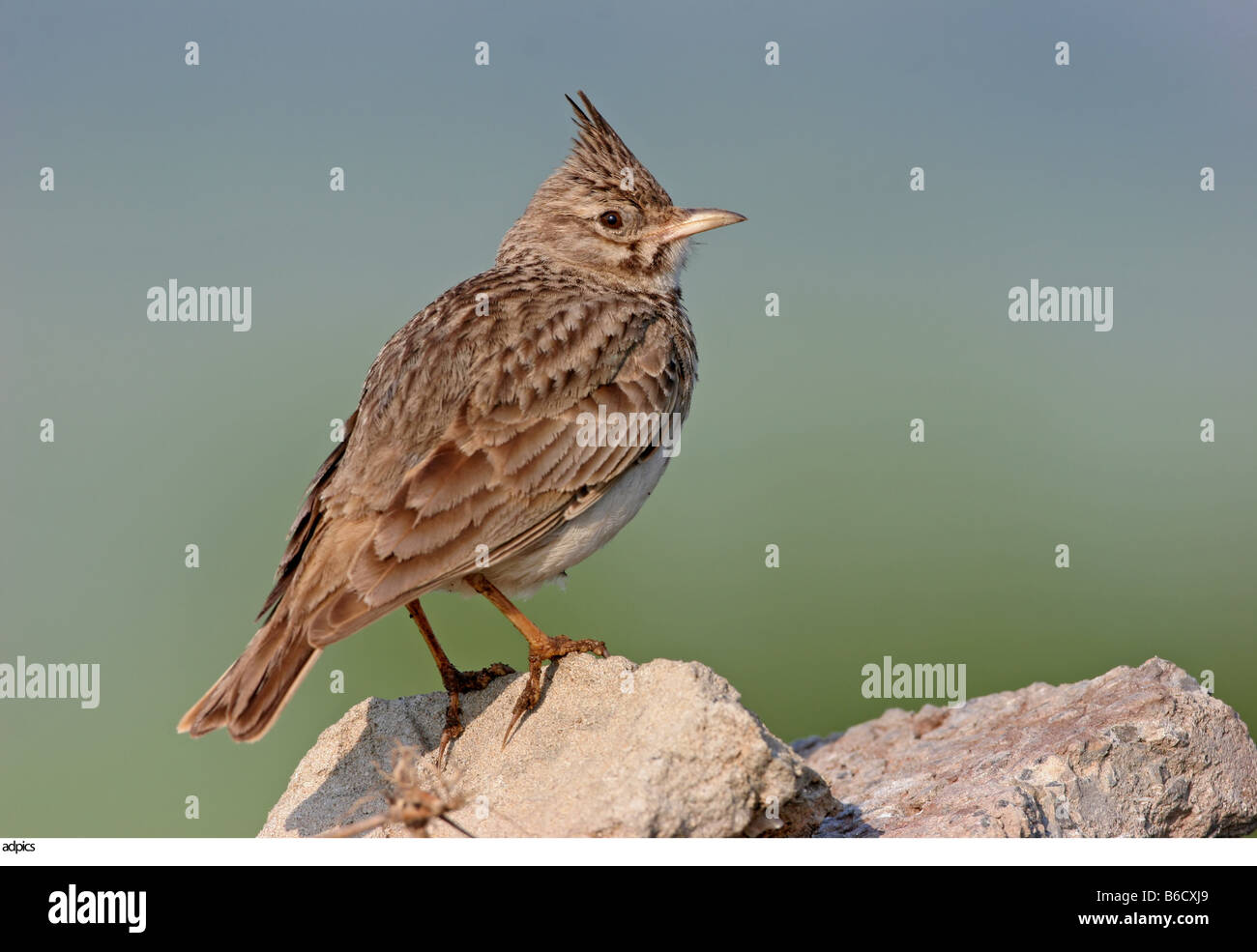 Bird on stone hi-res stock photography and images - Alamy