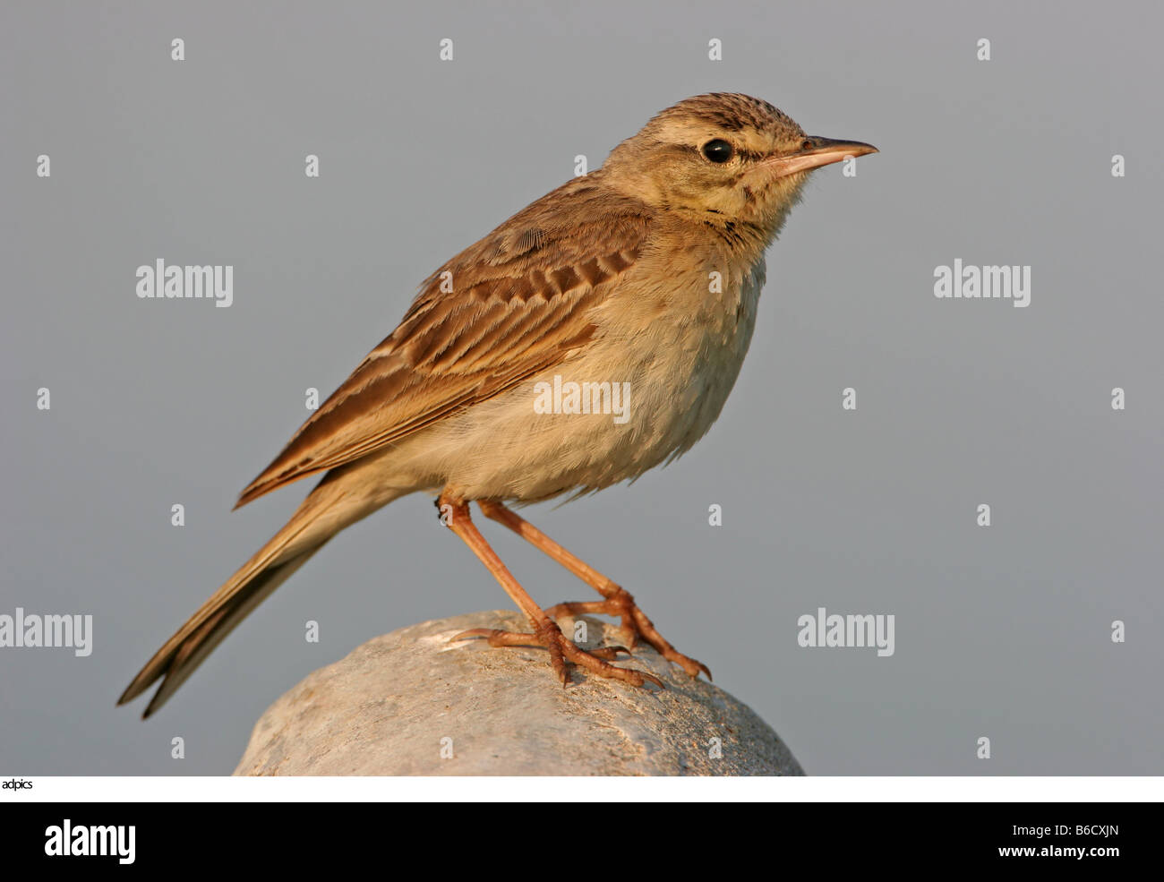 Bird on stone hi-res stock photography and images - Alamy
