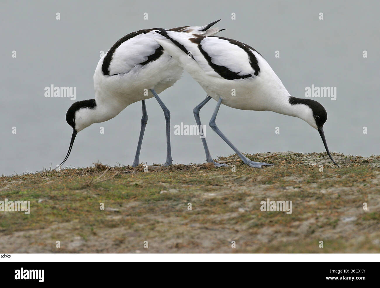 Close-up of two birds foraging in field Stock Photo - Alamy