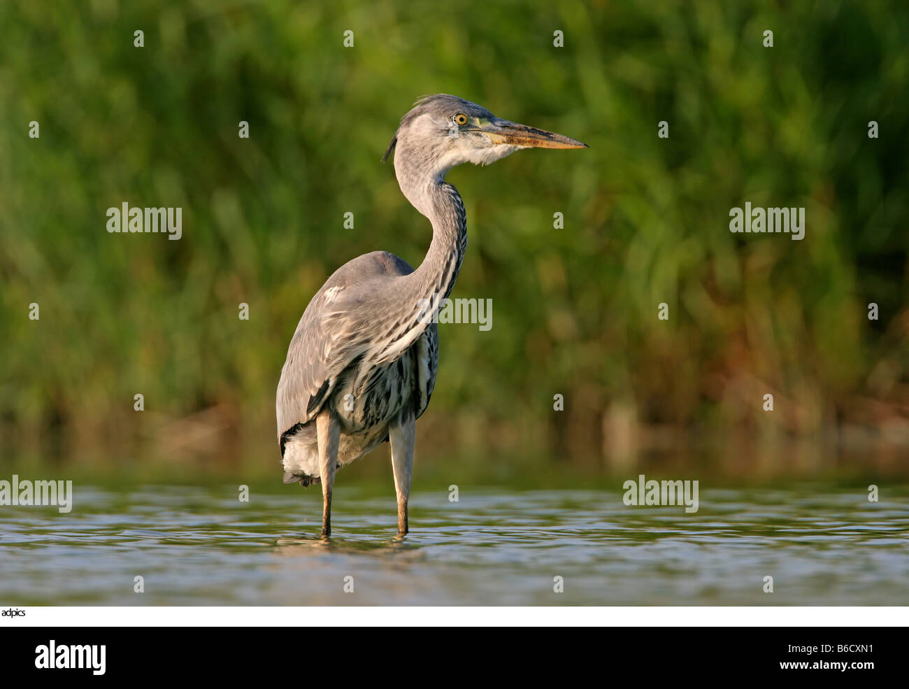 Close-up of bird standing in water Stock Photo - Alamy