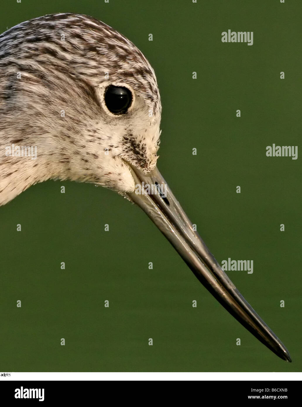 Close-up of bird's beak Stock Photo - Alamy