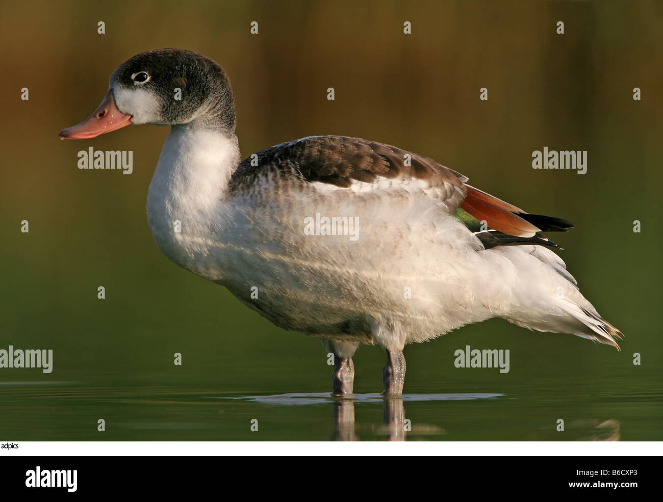 Duck standing up hi-res stock photography and images - Alamy
