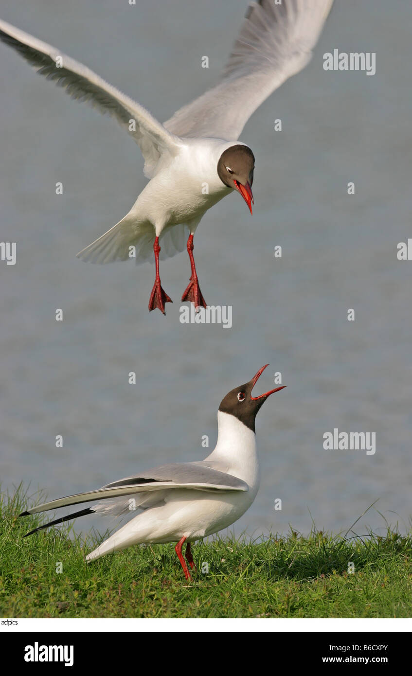Close-up of bird attacking another bird Stock Photo - Alamy