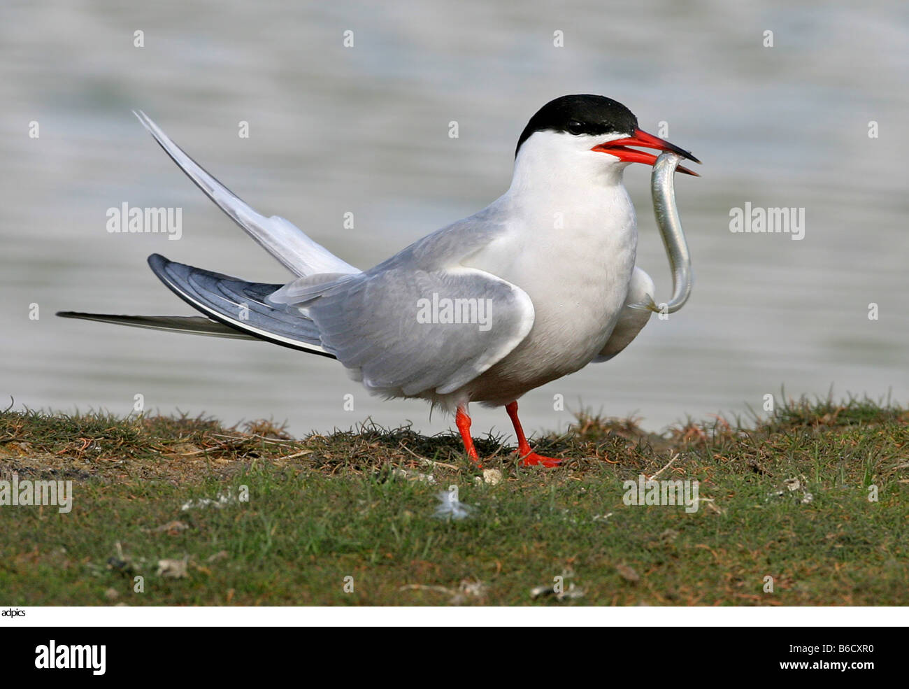 Close-up of bird in field with prey in its beak Stock Photo - Alamy