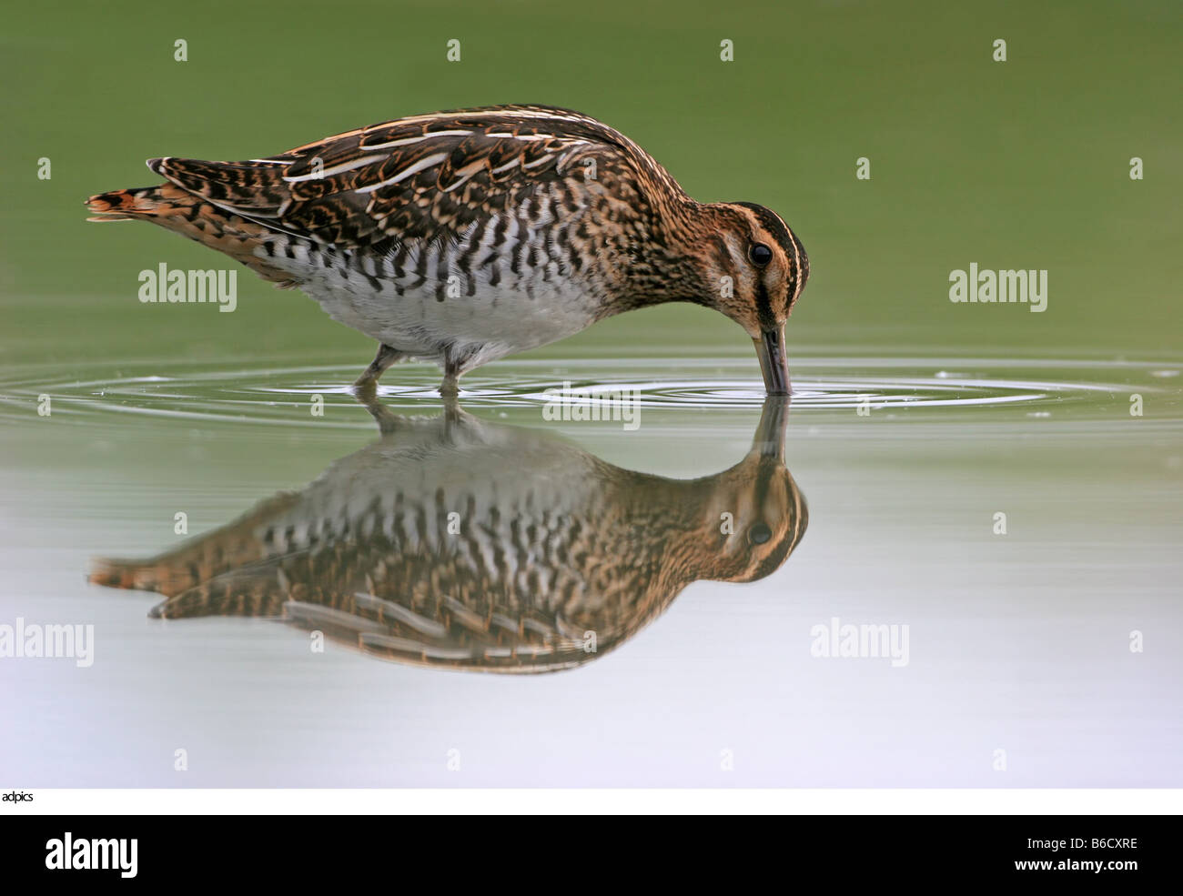 Close-up of bird foraging in water Stock Photo - Alamy