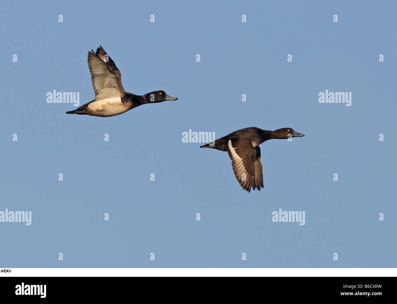 Birds in balcony hi-res stock photography and images - Alamy