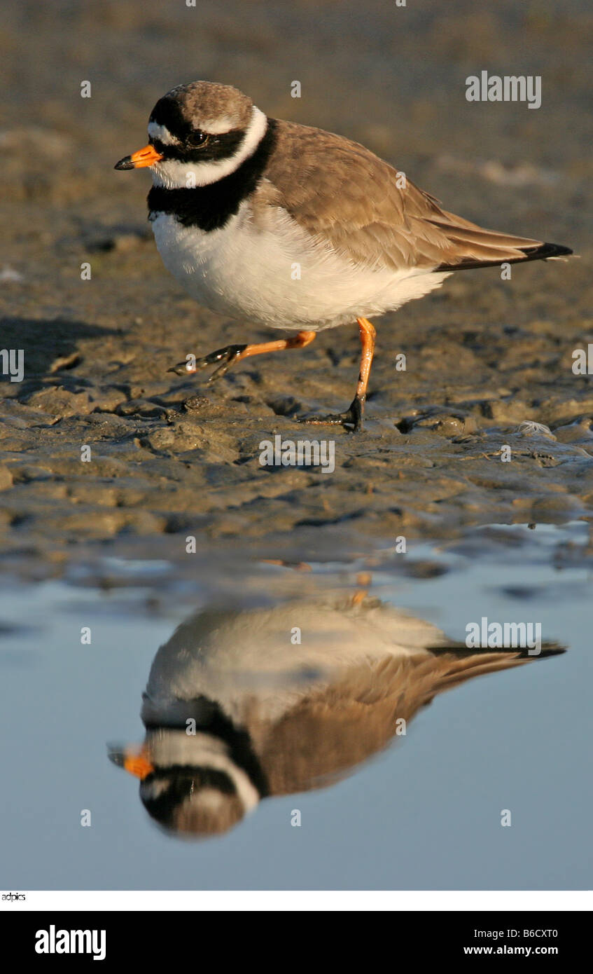 Close-up of bird foraging in mud flat Stock Photo - Alamy