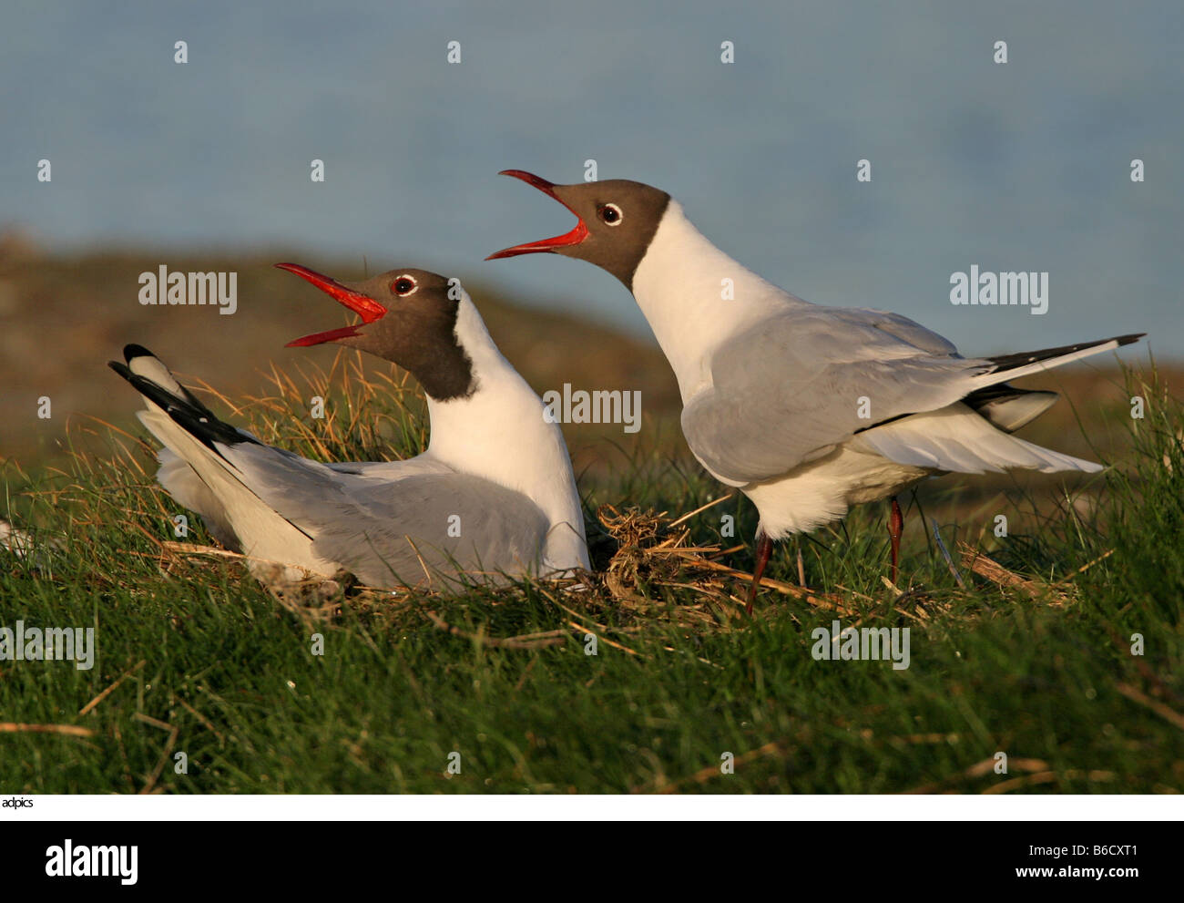 Open field birds hi-res stock photography and images - Alamy