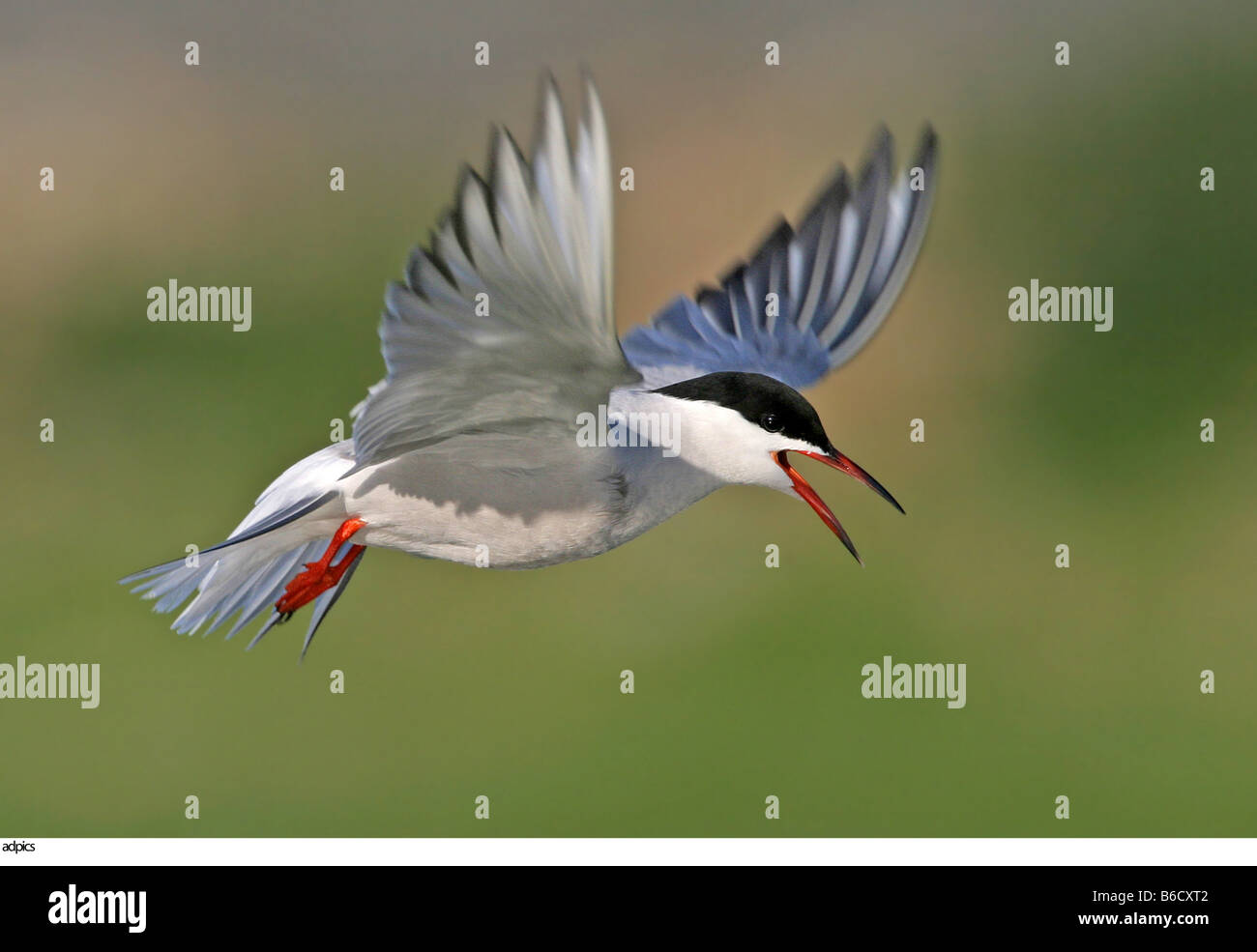Close-up of bird in flight Stock Photo - Alamy