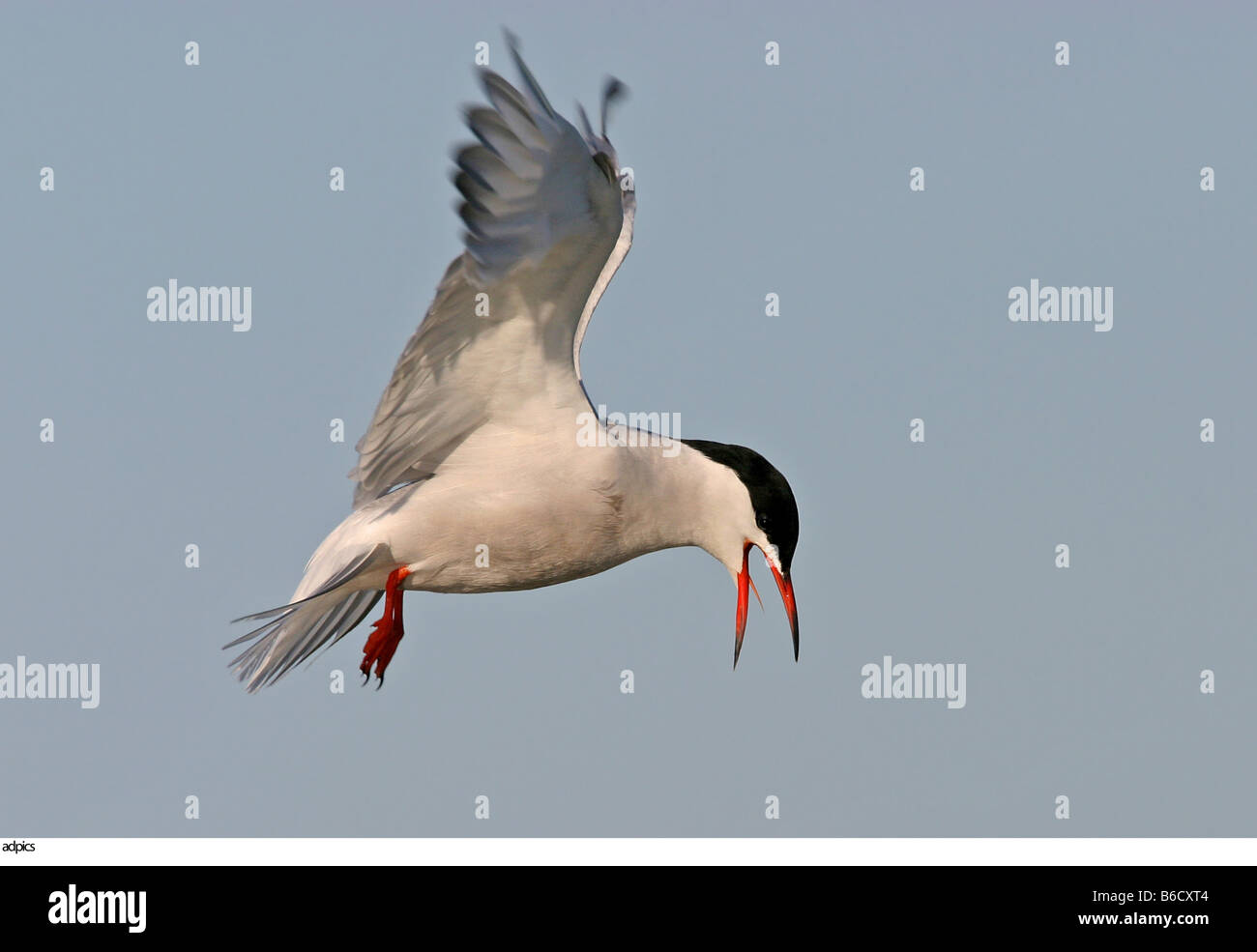 Close-up of bird in flight with open mouth Stock Photo - Alamy