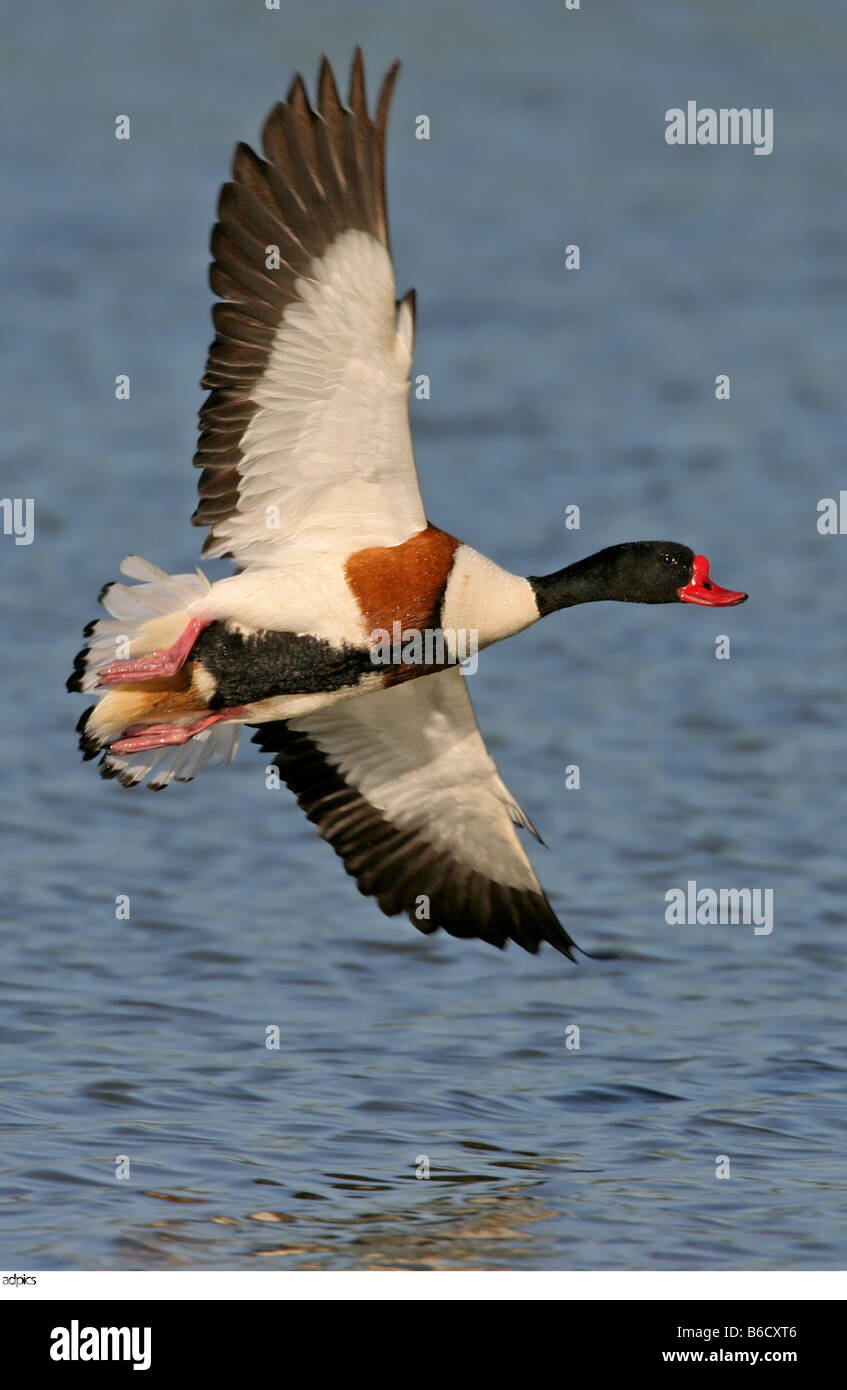 Duck flying over water hi-res stock photography and images - Alamy