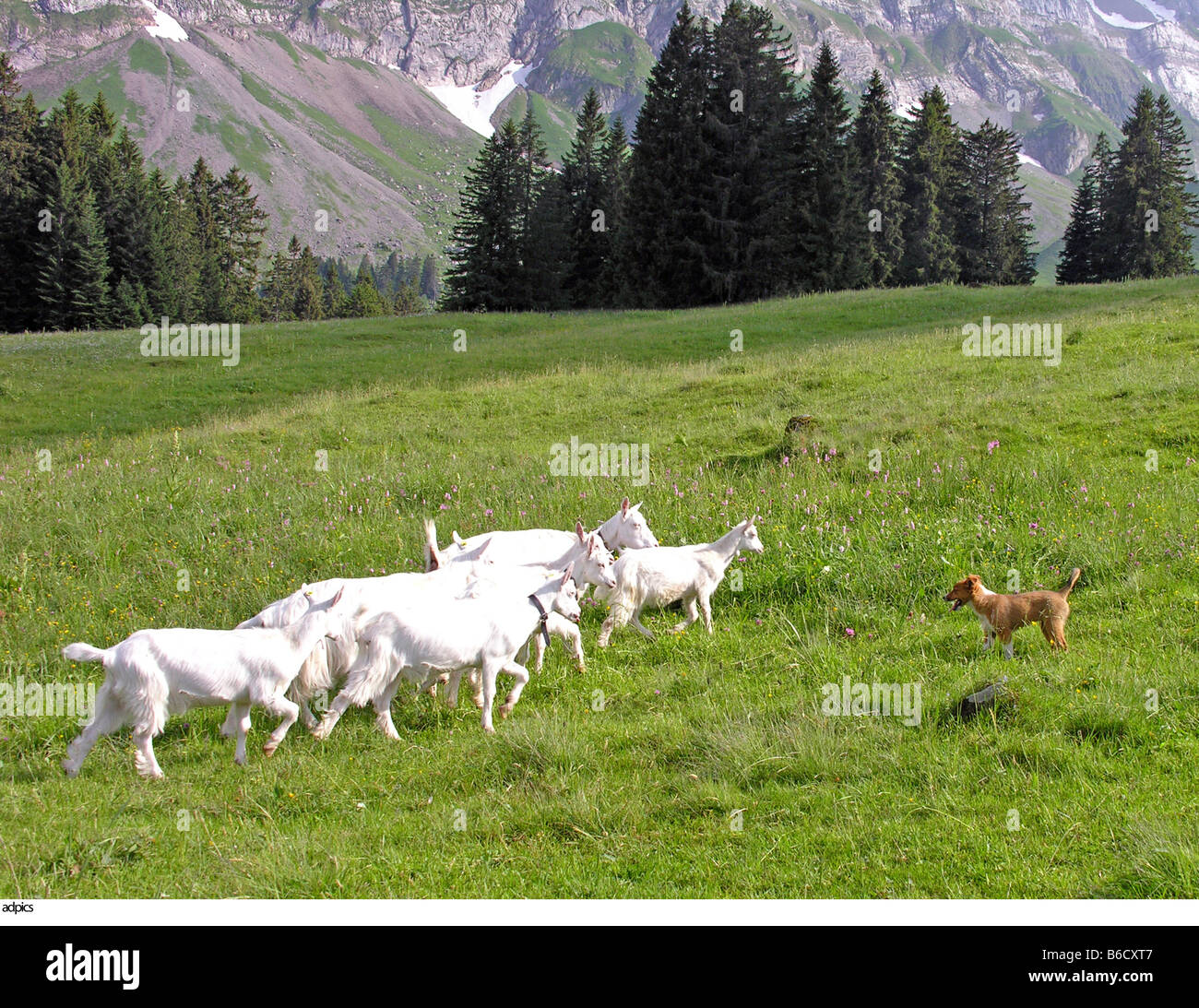 Goat and dog hi-res stock photography and images - Alamy