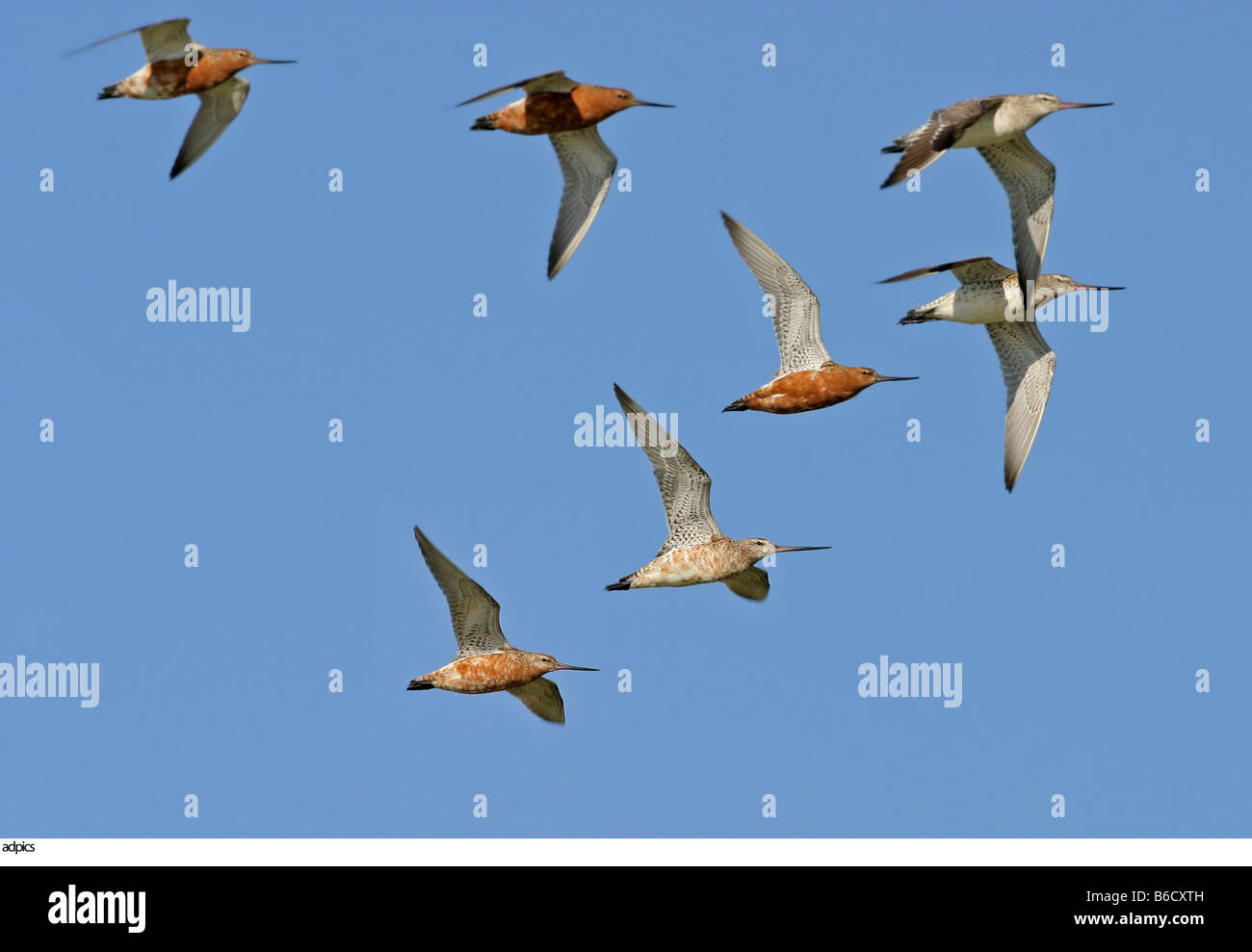 Flock of birds in flight Stock Photo - Alamy