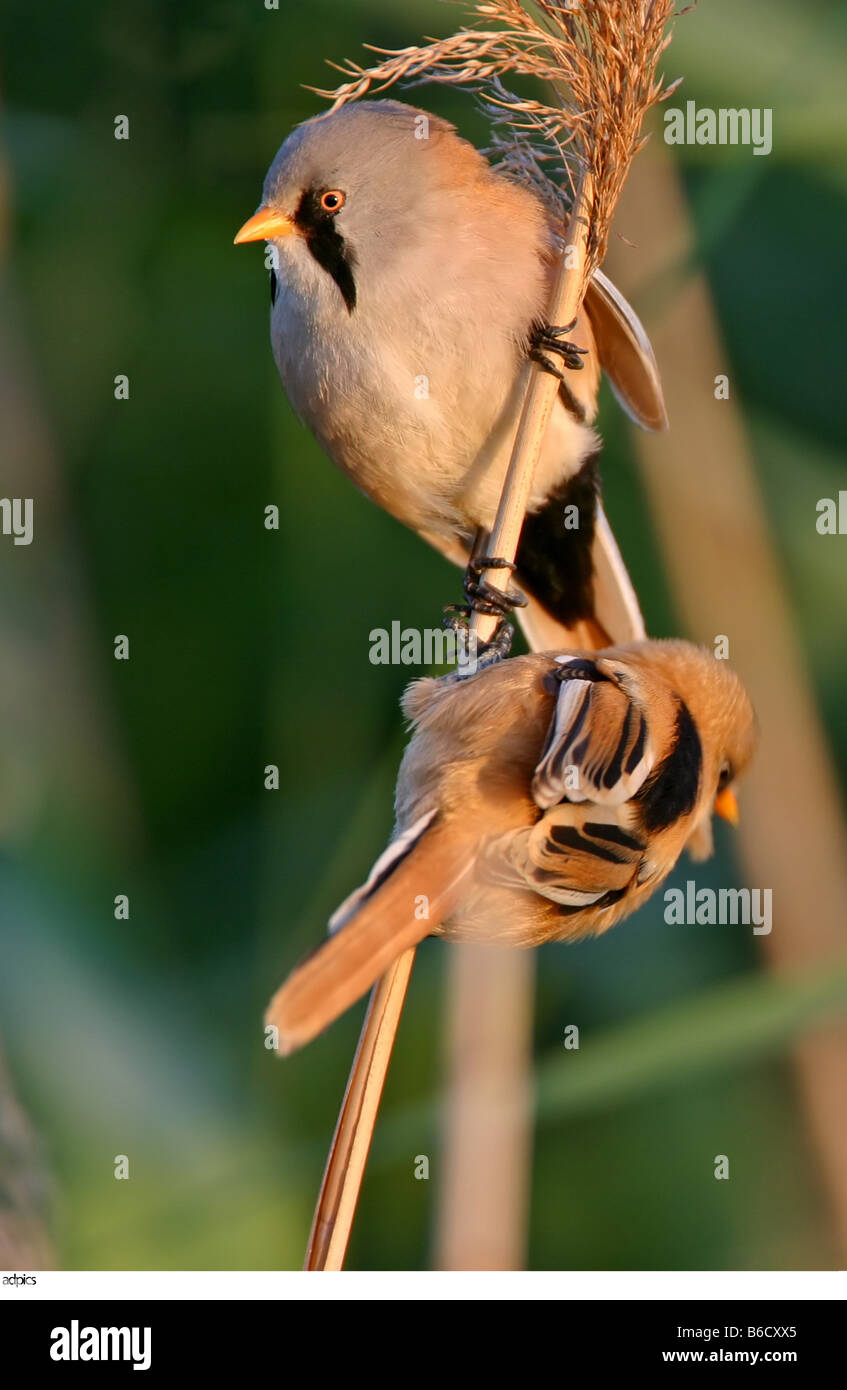 Reed birds hi-res stock photography and images - Alamy