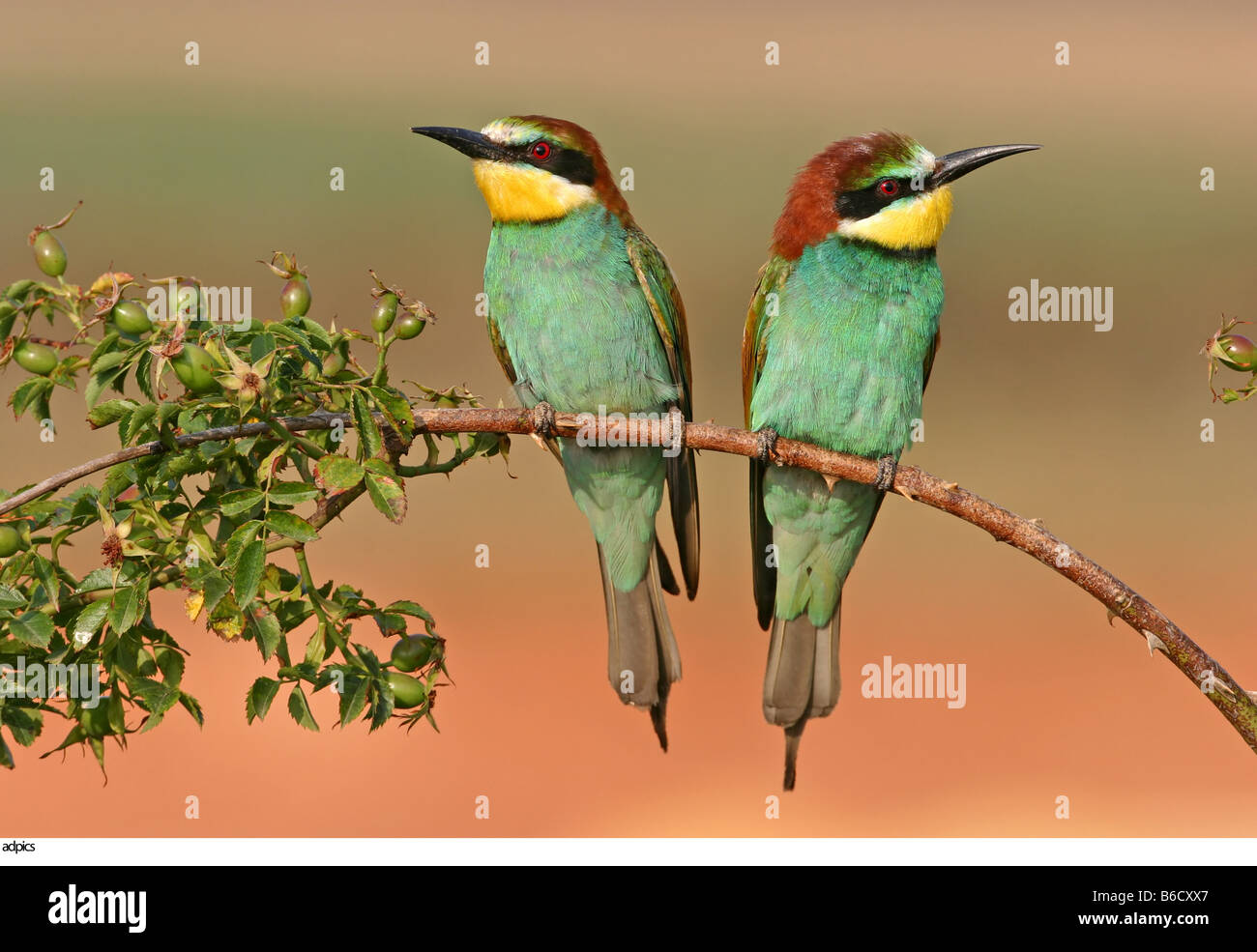 Scene birds on balcony hi-res stock photography and images - Alamy