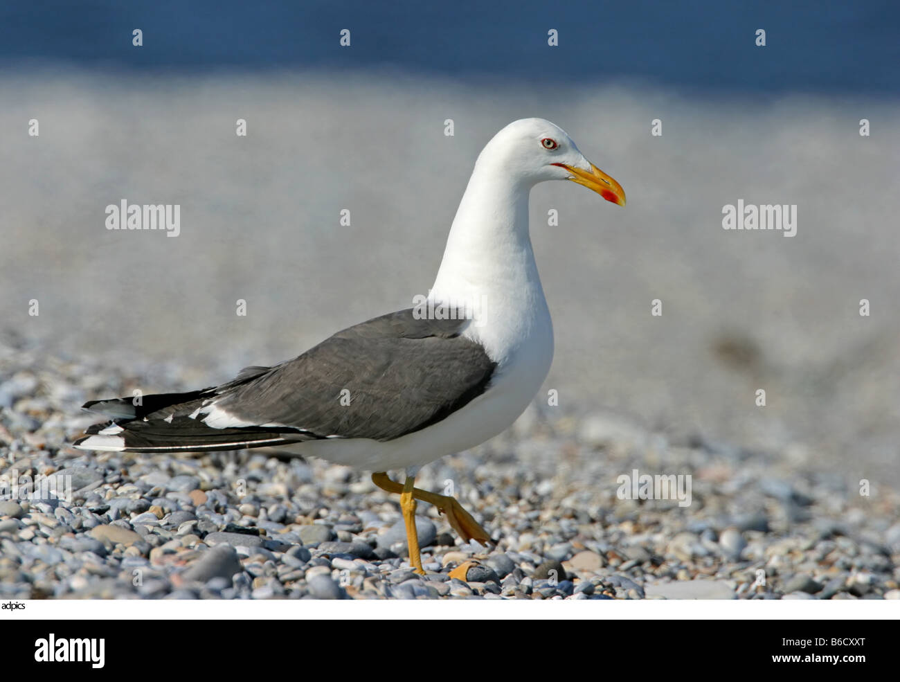 Close-up of bird walking on pebbles Stock Photo - Alamy
