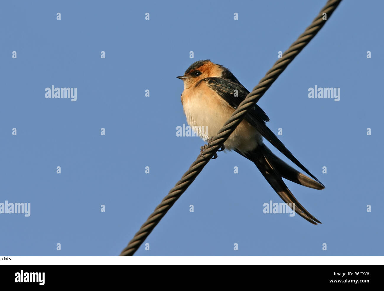 Close-up of bird perching on wire Stock Photo - Alamy