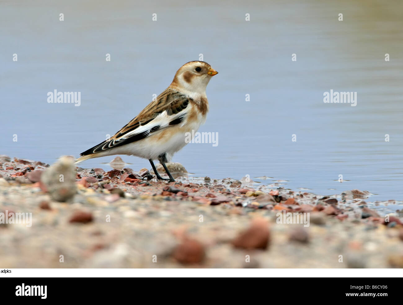 Close-up of bird at riverside Stock Photo - Alamy