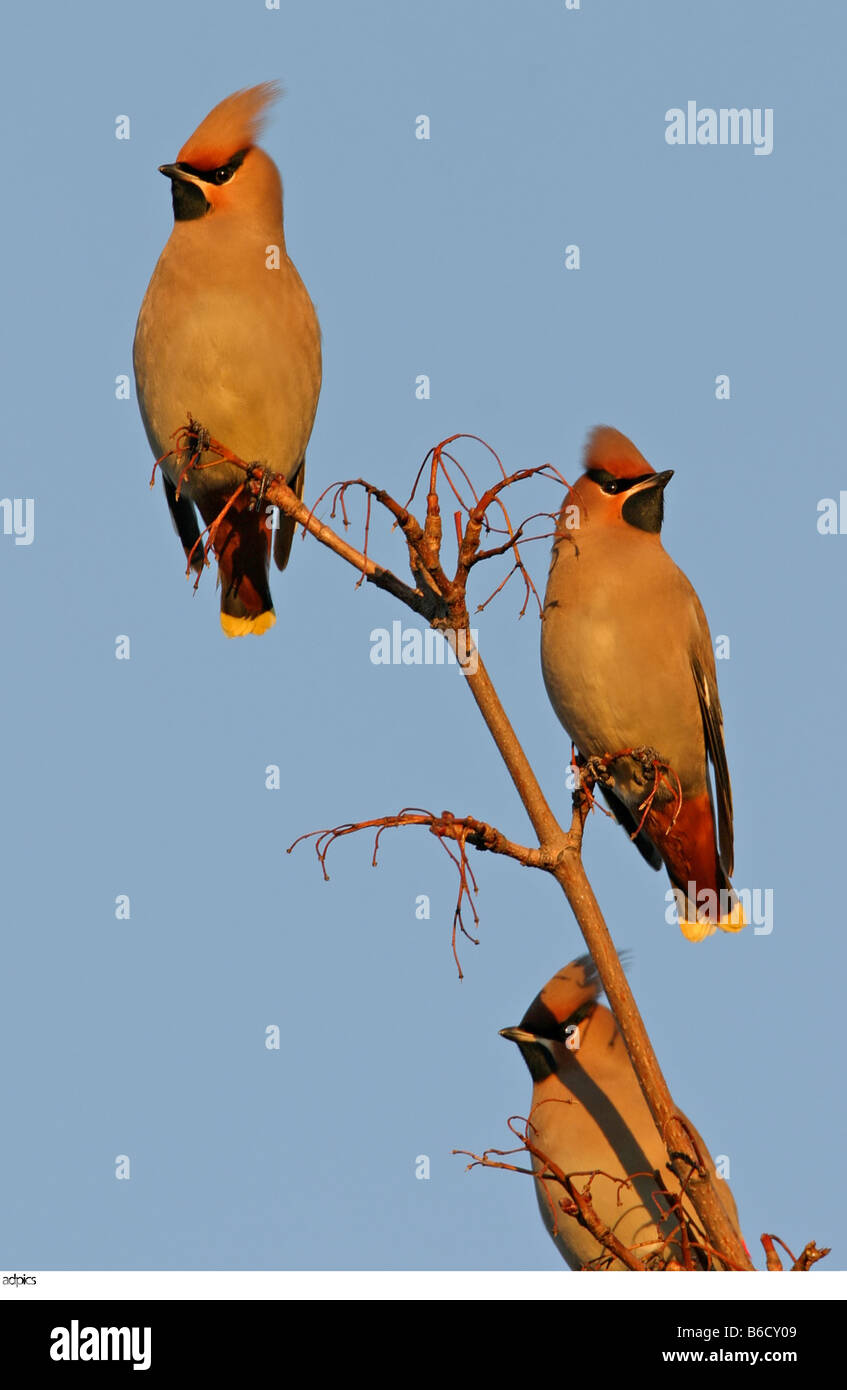 Three birds hi-res stock photography and images - Alamy