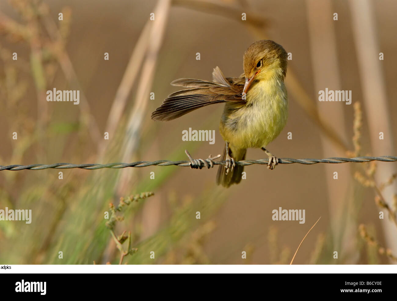 Close-up of bird preening on wire Stock Photo - Alamy