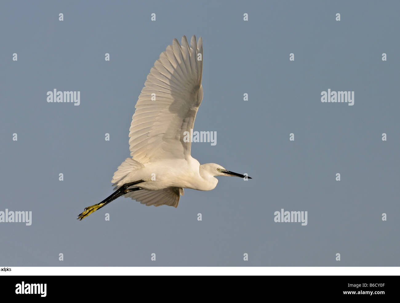 Bird in flight front view hi-res stock photography and images - Alamy