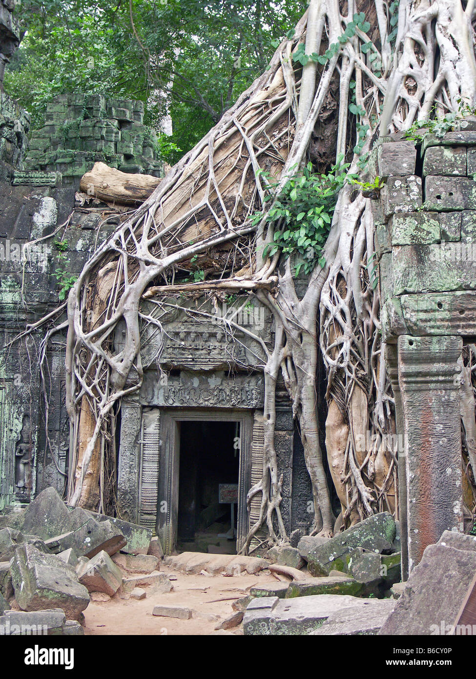 Old ruins of temple surrounded by tree roots Stock Photo - Alamy