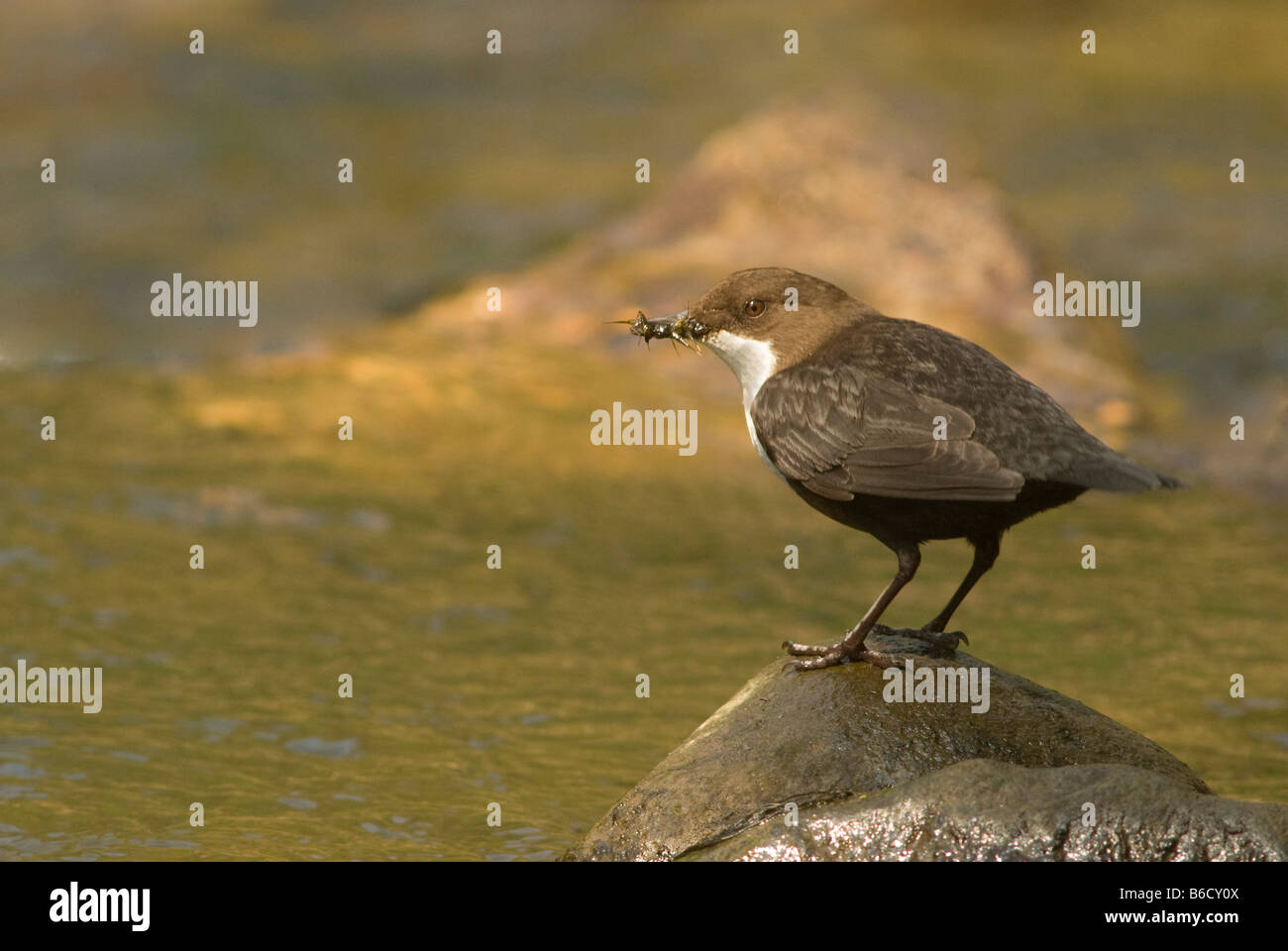Dipper (cinclus cinclus) on rock Stock Photo - Alamy